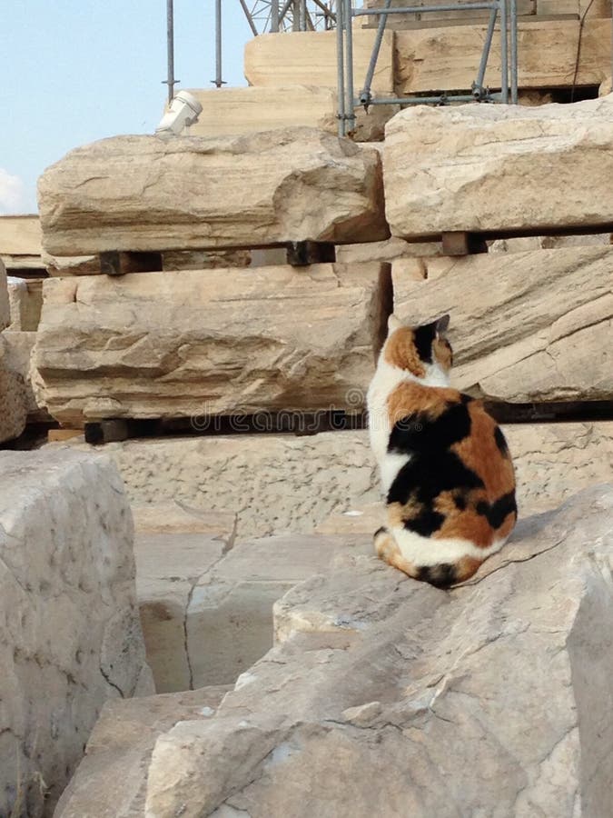 Cat stock photo. Image of turning, back, stone - 46707920