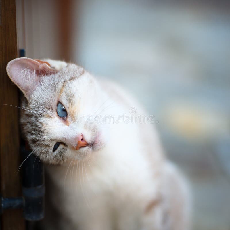Cat with turquoise eyes stock image. Image of small, male - 58638155