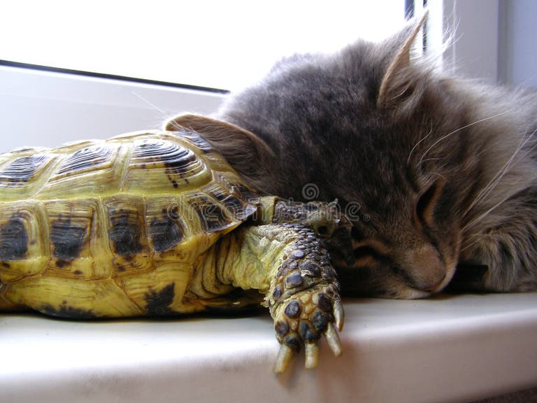 Cat&turtle stock image. Image of dream, laughable - 1570547