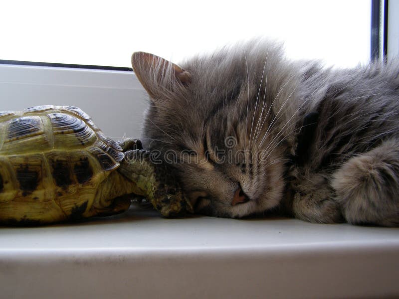 Cat & turtle stock photo. Image of laughable, lovely - 1570990