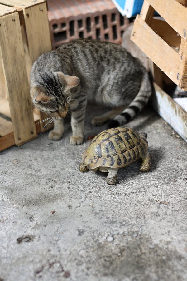 Tabby Cat with a Turtle on a White Background Stock Image - Image of ...
