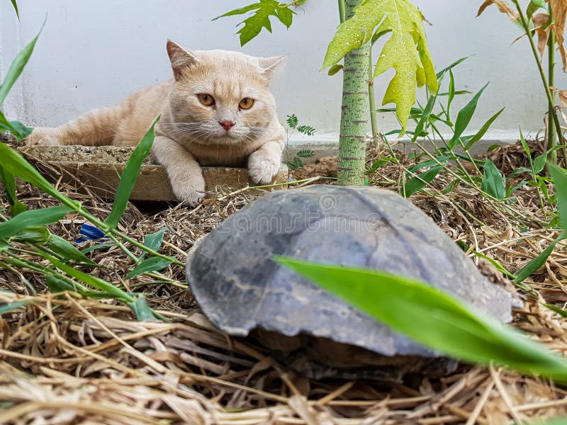 A Cat and a Turtle Lay Staring at Each Other in the Front Yard. Stock ...