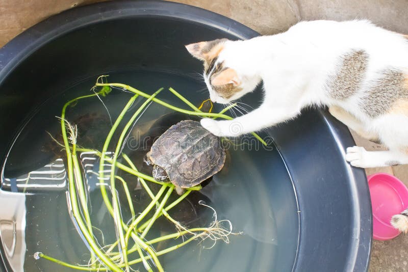 Cat and Turtle stock photo. Image of kitten, animal, kitty - 59243618