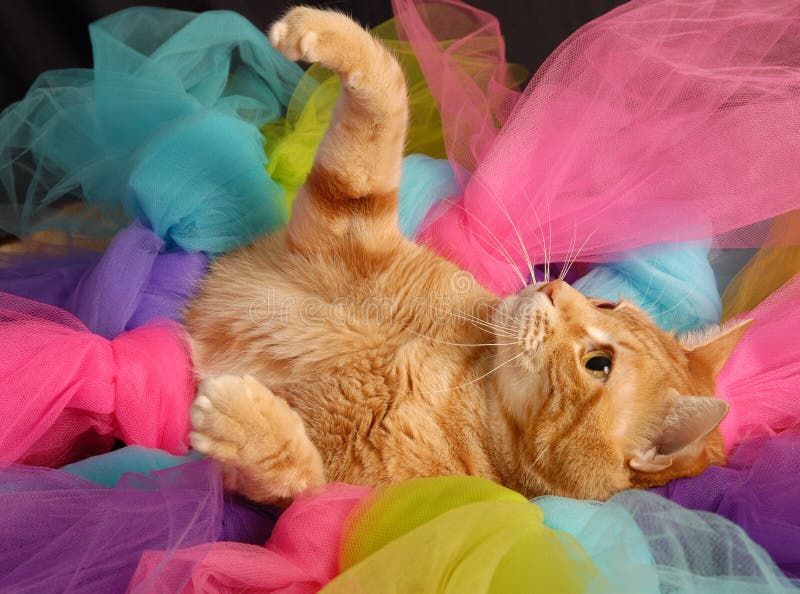 Cat Tutu 6 stock image. Image of feline, family, breed - 74767869