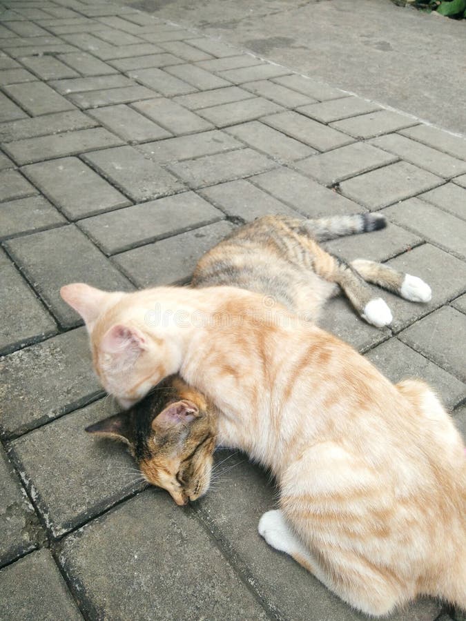 Cat two brothers stock image. Image of pets, mamalia - 328674149