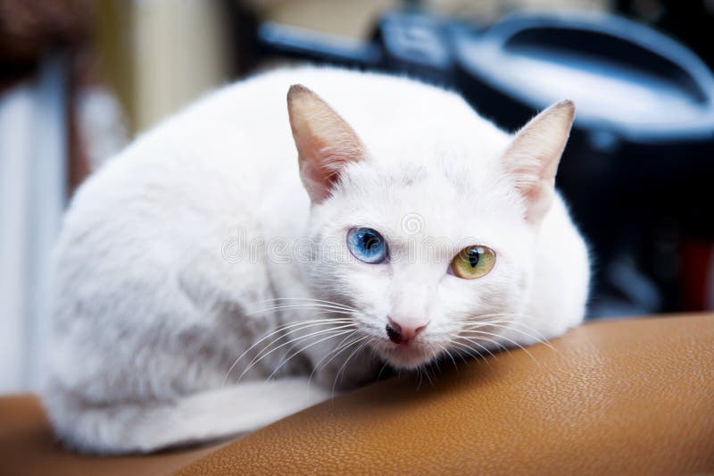 Cat stock photo. Image of eyesblue, animals, blue, cats - 85589116