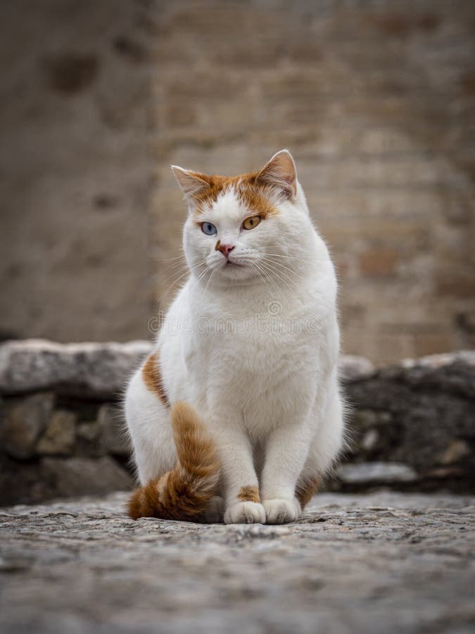 Cat with two colored eyes stock image. Image of adorable - 167738999