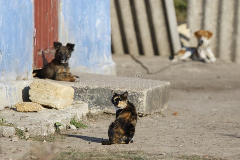 Cat and two Dogs stock image. Image of turn, house, door - 61824765
