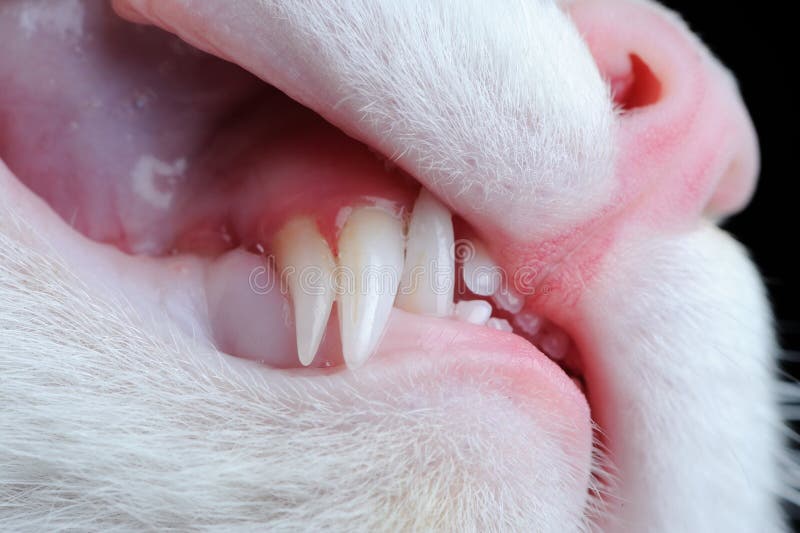 Cat with Two Fangs on One Side Stock Image - Image of baby, fangs ...