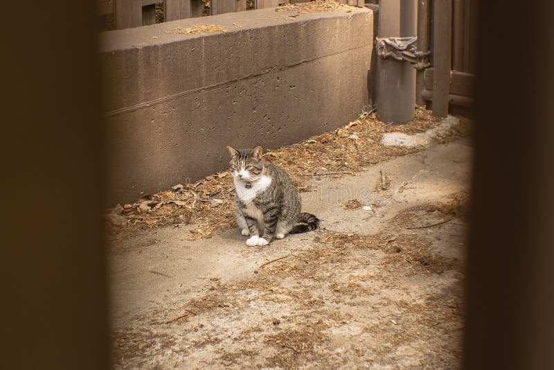 A cat between two lines stock image. Image of kitten - 221089203