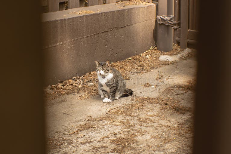 A cat between two lines stock image. Image of kitten - 221089203