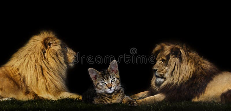 Cat in between two lions stock photo. Image of lions - 28902496