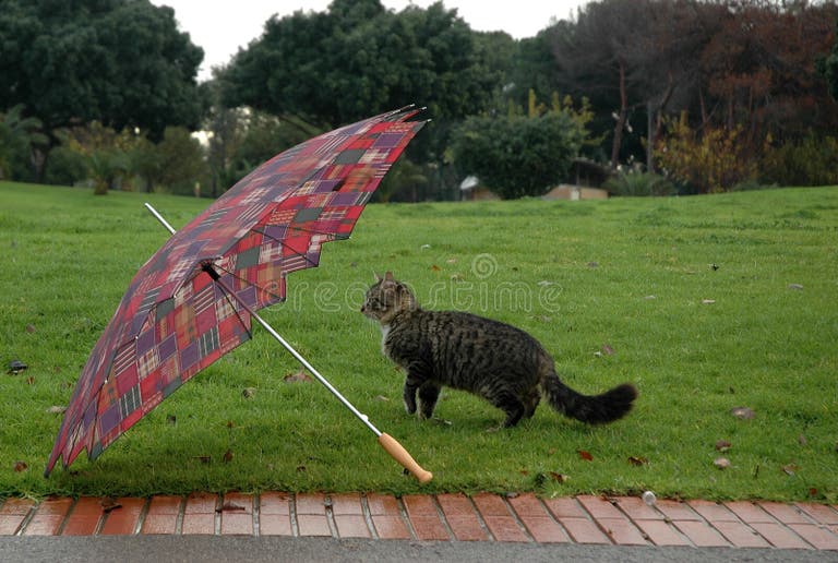 Cat with umbrella stock image. Image of winter, cute, human - 447401