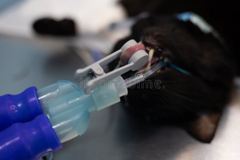 A Cat Under Anesthesia on the Operating Table with a Pulse Oximeter on ...