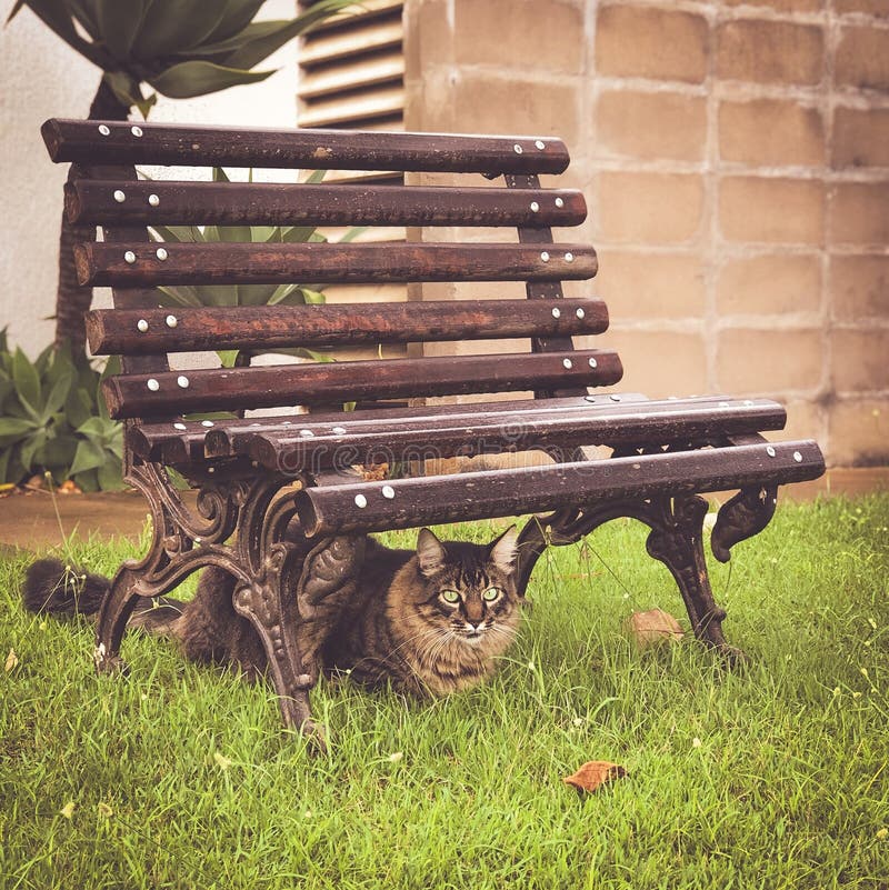 Cat under a bench stock photo. Image of careful, female - 151328230