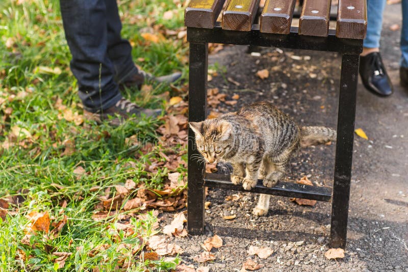 Cat Under the Bench in a Park Stock Image - Image of outdoors, bench ...