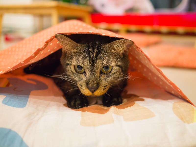 Cat under blanket stock photo. Image of background, blue - 57647658