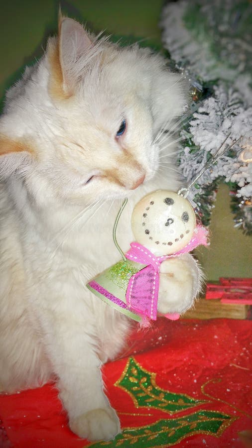 Cat Under Christmas Tree Playing Stock Photo - Image of tree, playing ...