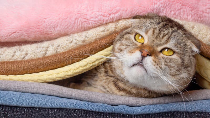 Cat Under Clothes in Winter. Cold Winter Stock Image - Image of soft ...