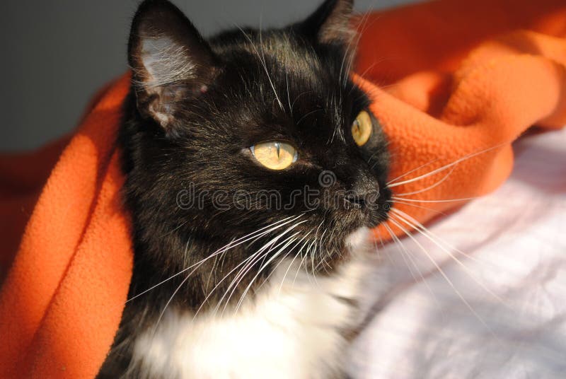 Cat in Bed Under Covers in Morning Sun Stock Photo - Image of long ...