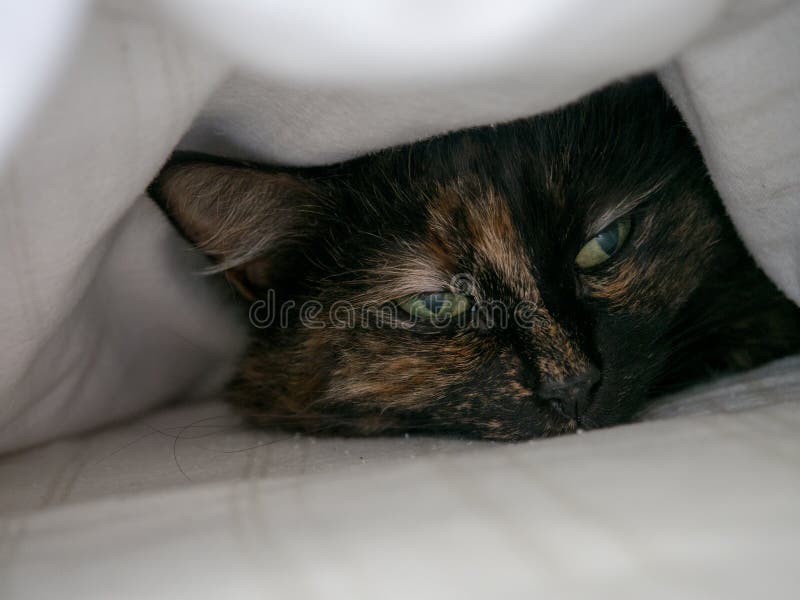 Cat under the covers stock image. Image of duvet, green - 81209171
