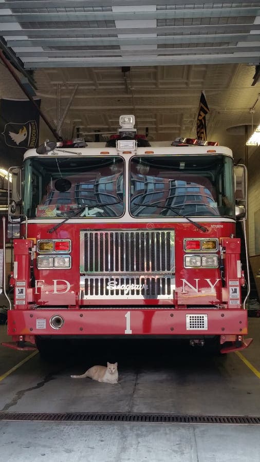 Cat Firetruck Stock Photos - Free & Royalty-Free Stock Photos from ...