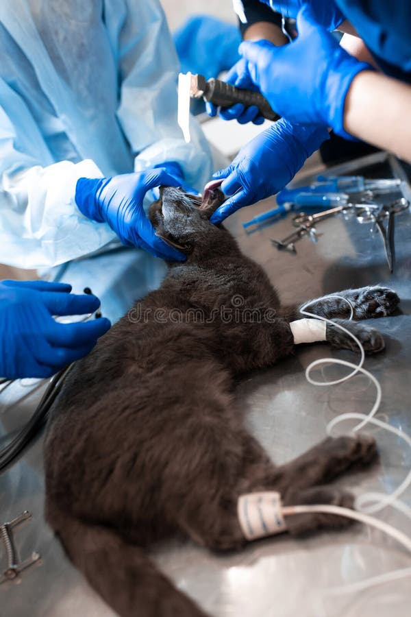 Cat Under General Anesthesia on the Operating Table. Pet Surgery Stock ...