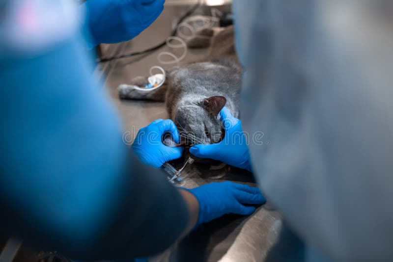 Cat Under General Anesthesia on the Operating Table. Pet Surgery Stock ...