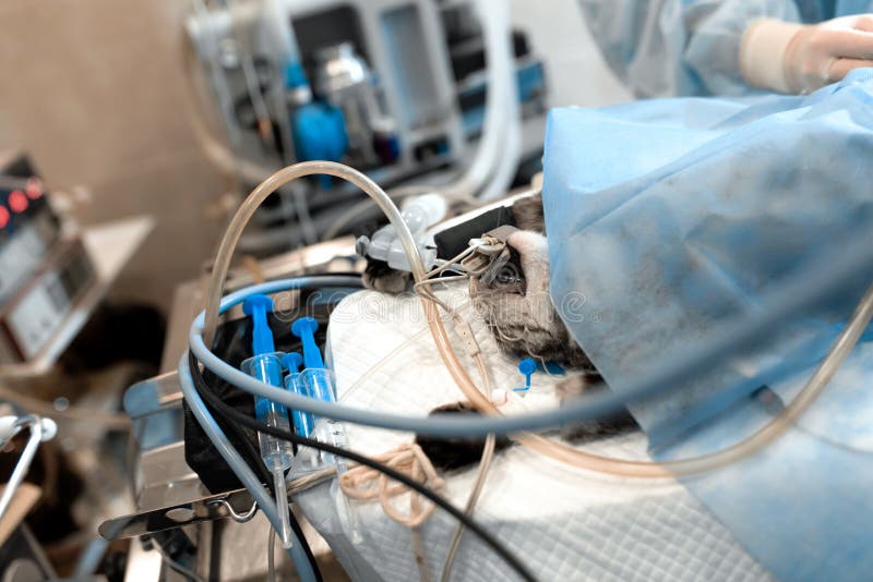 Cat Under General Anesthesia on the Operating Table Prepared To ...