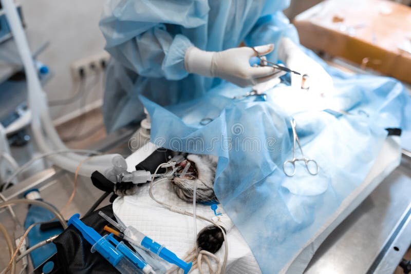 Cat Under General Anesthesia on the Operating Table Prepared To ...