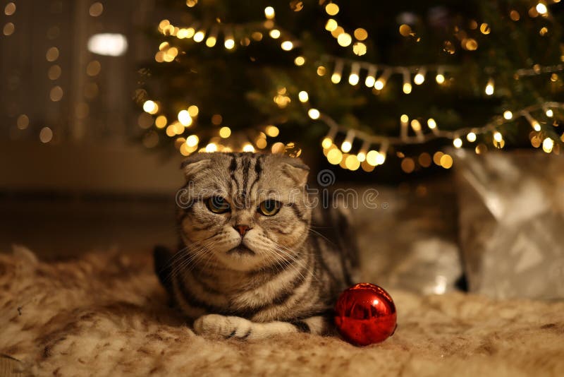 A Cat Under a Glowing Christmas Tree Stock Image - Image of curious ...