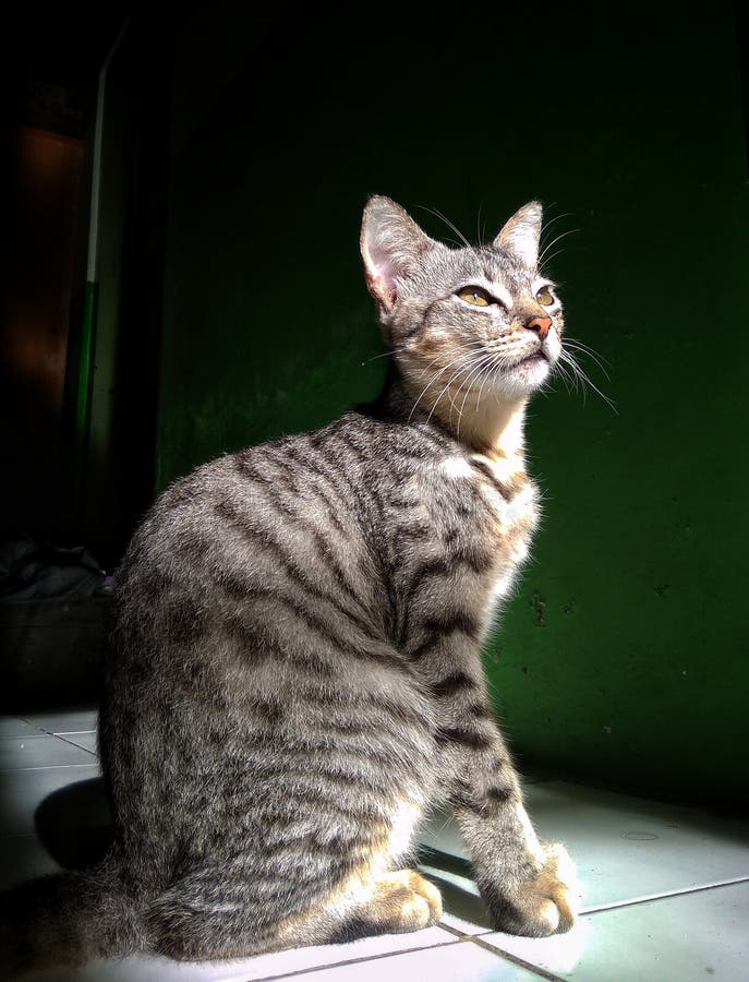 Cat under the light stock photo. Image of light, nose - 210802150