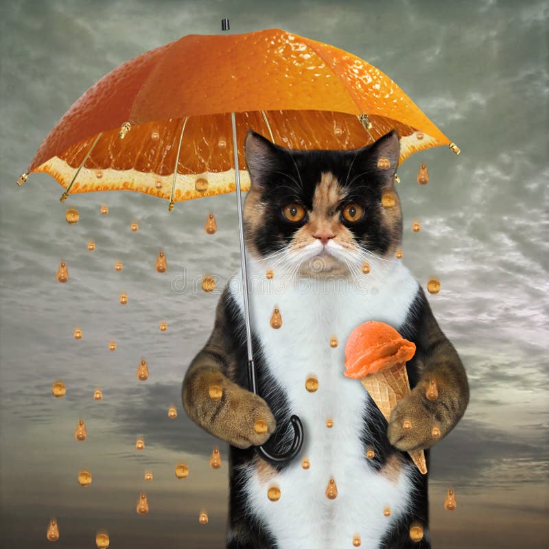 796 Cat Umbrella Photos - Free & Royalty-Free Stock Photos from Dreamstime