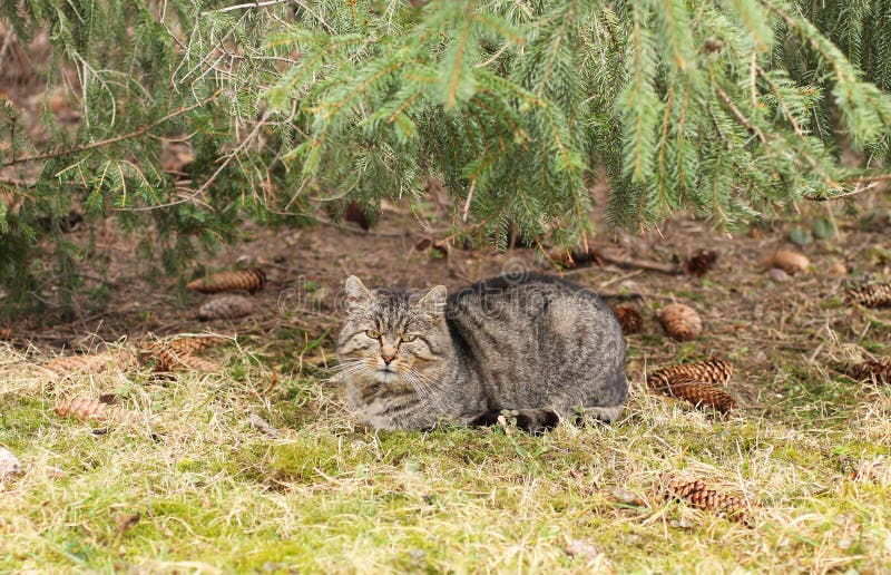 Cat under the spruce stock image. Image of relaxation - 89367713
