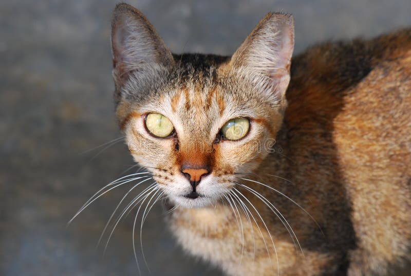 Cat Under the Sun stock photo. Image of putty, eyes, meow - 26371162