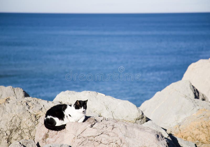 Cat Under the Sun stock image. Image of coastline, dock - 7898727