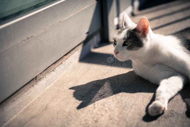 Cat Under the Sun stock photo. Image of domestic, balcony - 78210284