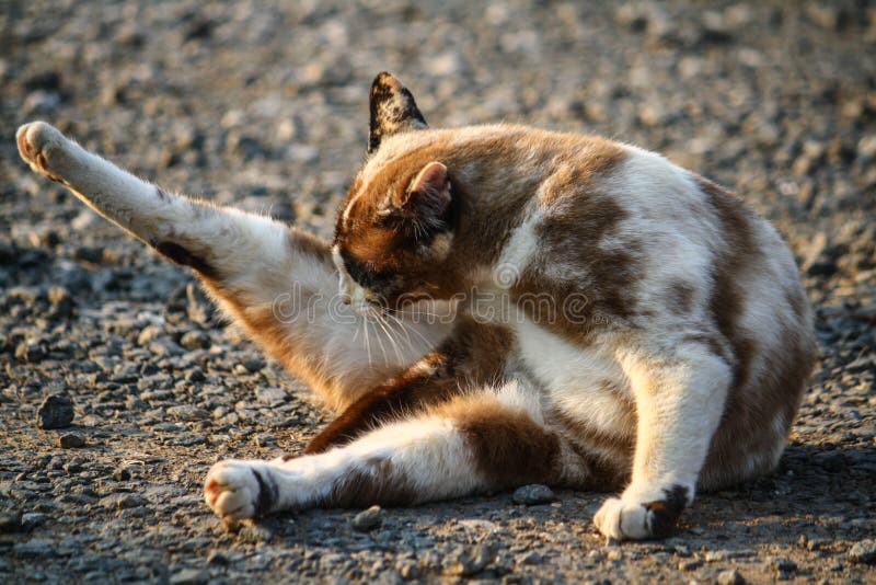 Cats Under the Sun in the Morning. Stock Photo - Image of cats, morning ...