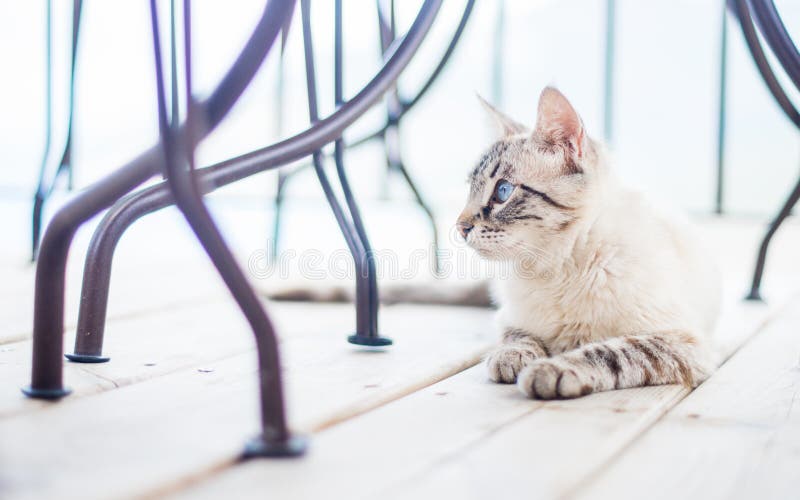 The cat stock photo. Image of feline, pets, white, view - 46464536