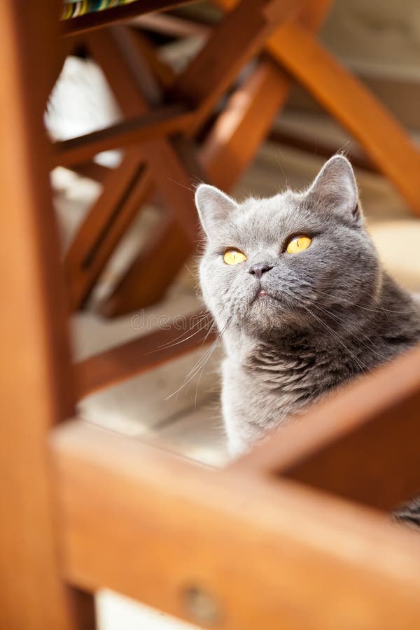 Cat Under the Table Looking Up Stock Image - Image of feline, shorthair ...