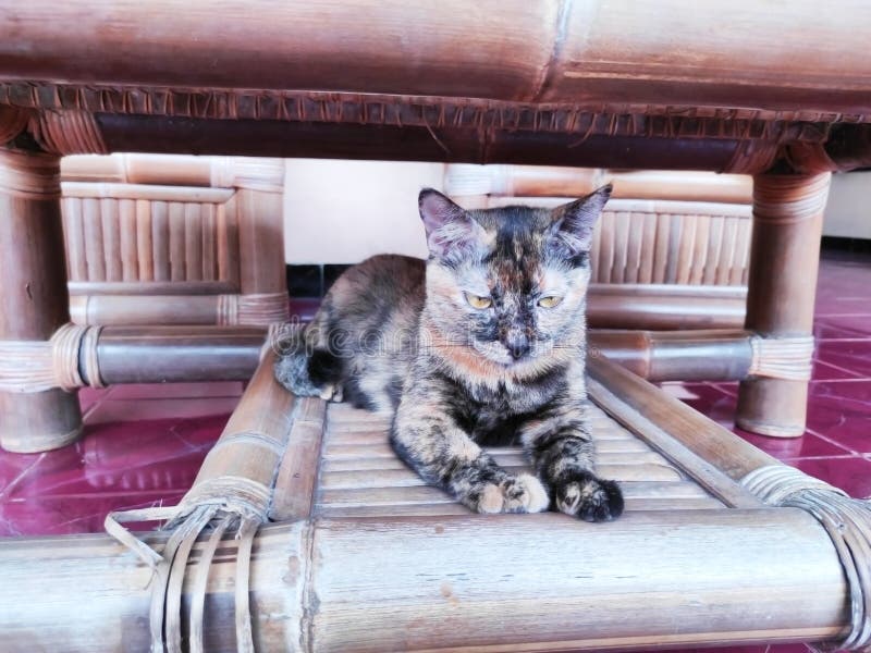 Cat under the table stock image. Image of furniture - 226352951