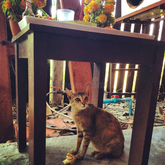 1,566 Cat Under Table Stock Photos - Free & Royalty-Free Stock Photos ...