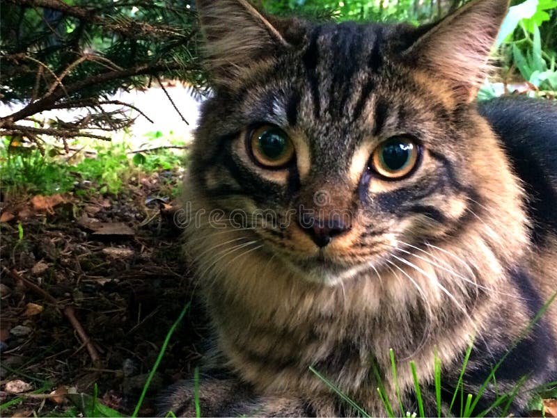 Cat under the tree stock image. Image of grass, nature - 91888039