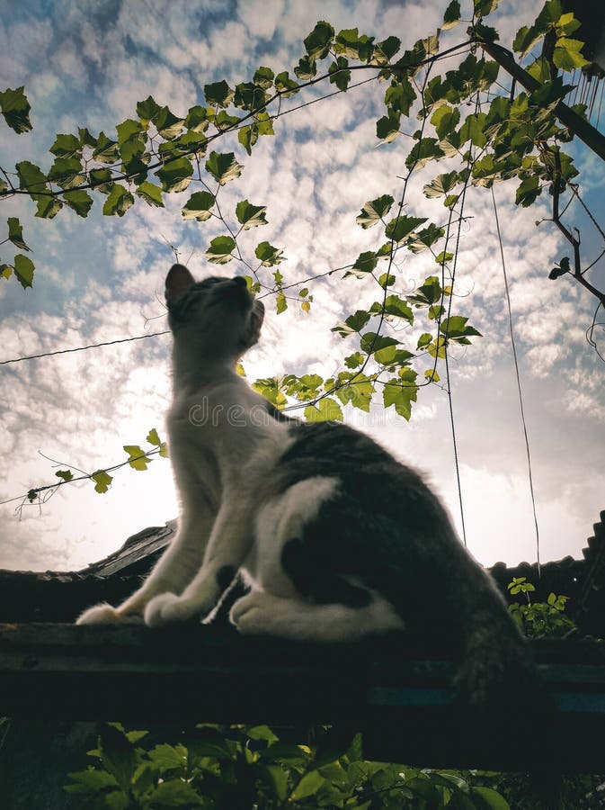 Cat under the tree stock photo. Image of treea, carnivore - 229328842