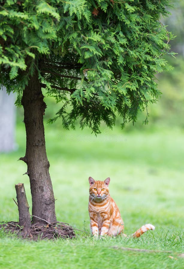 Cat under tree stock image. Image of siting, tree, ginger - 77359471