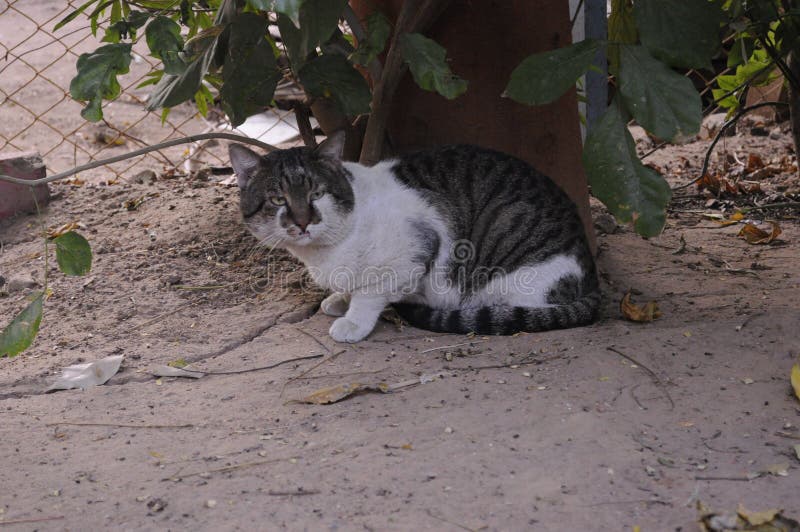 Cat under tree stock image. Image of trees, leaves, leave - 168820233