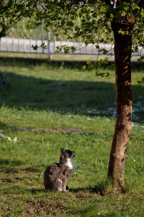Cat Under the Tree Looks at the Bird Stock Photo - Image of spring ...