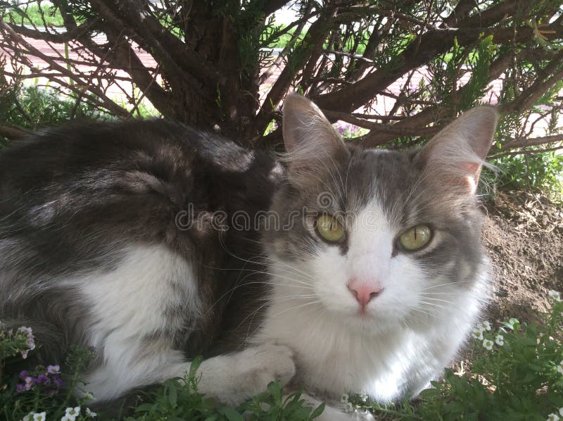 Cat under tree stock photo. Image of lying, look, eyes - 98404982