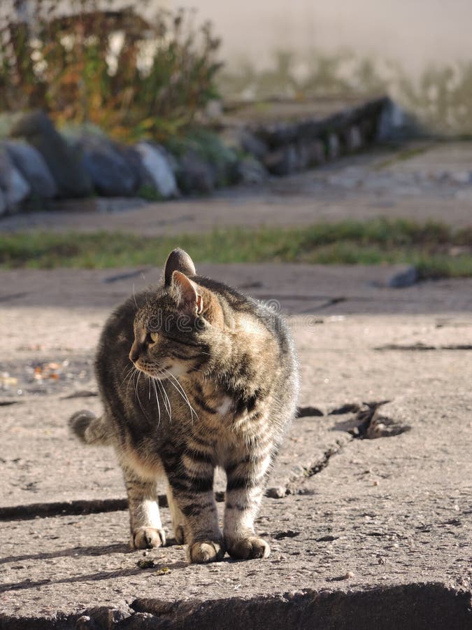 The Cat Under the Warm Sun Rays Stock Photo - Image of evening, likes ...