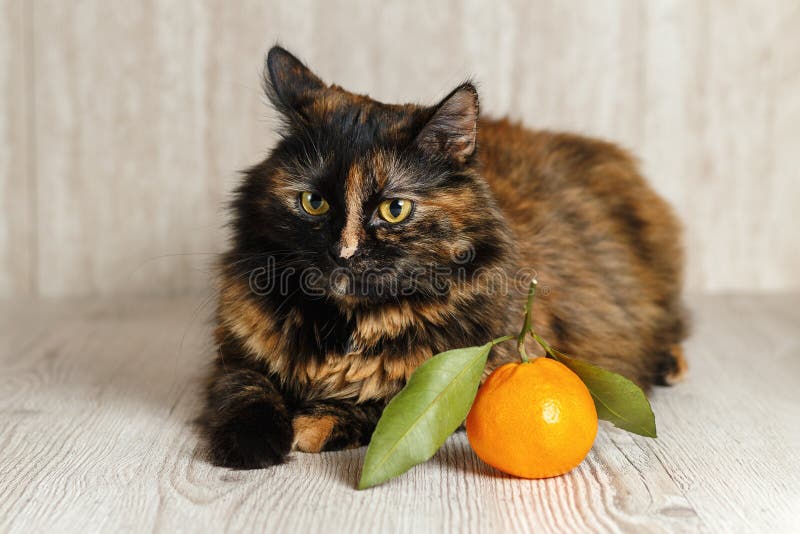 Cat with Unhappy Eyes Turned Away from the Mandarin Stock Image - Image ...